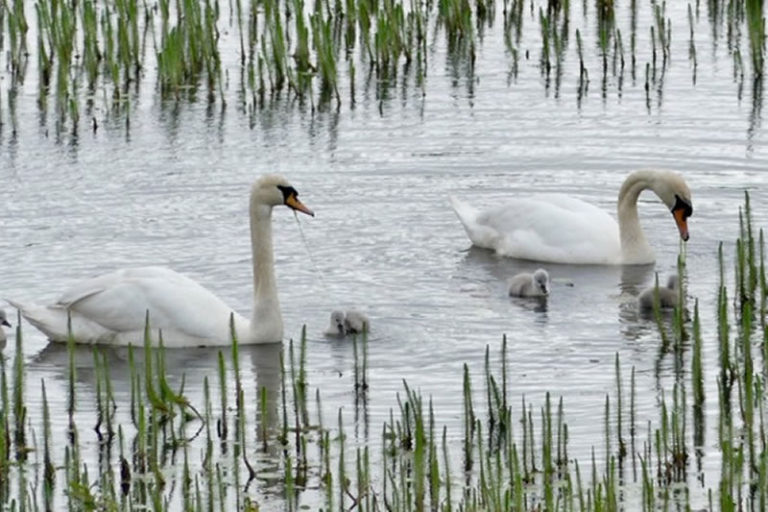 Golf - Machynys Peninsula Golf Club and Premier Spa